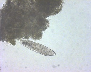 It’s a bird! It’s a plant! It’s a…. Paramecium? – Biologist. Explorer ...